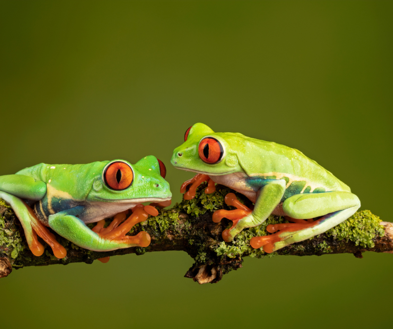 "Travel with Purpose: Explore Responsibly with Green Planet